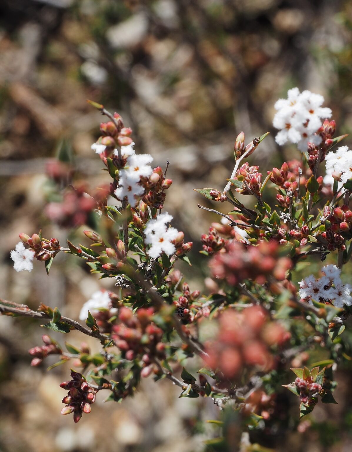 In flower at Honeyeater Bushland Reserve – Junortoun Community Action Group
